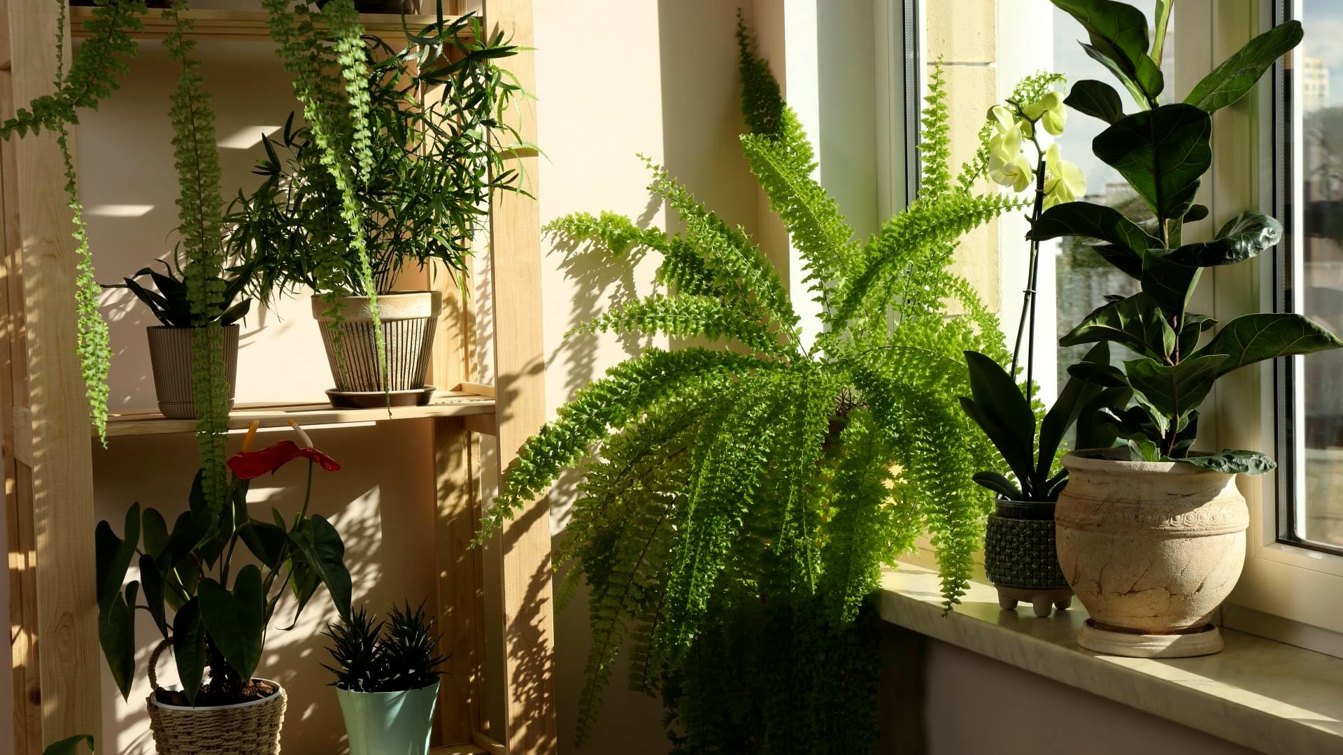 Why indoor plants are the ultimate mental health hack