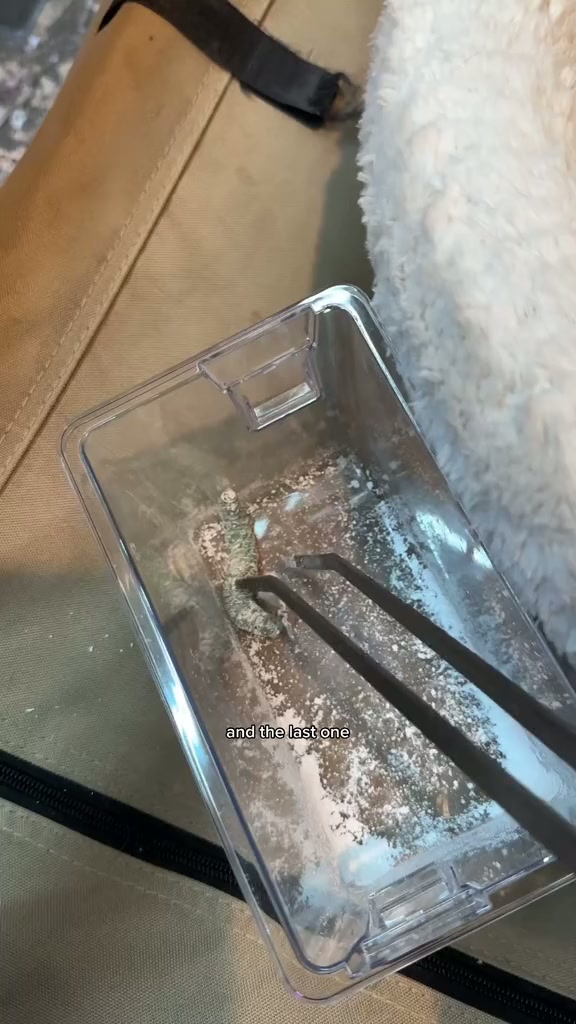 Feeding my bearded dragon giant blue hornworms