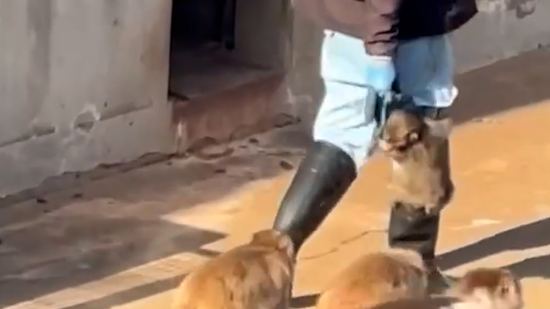 Punch the monkey clings to zookeeper’s leg during feeding time