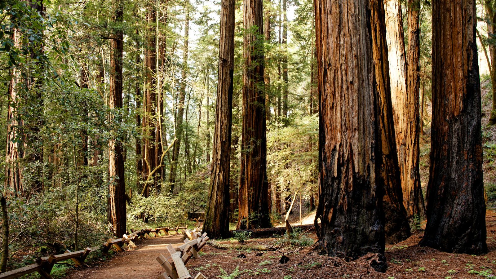 Colorado park site offers ancient tree formations as alternative to ...