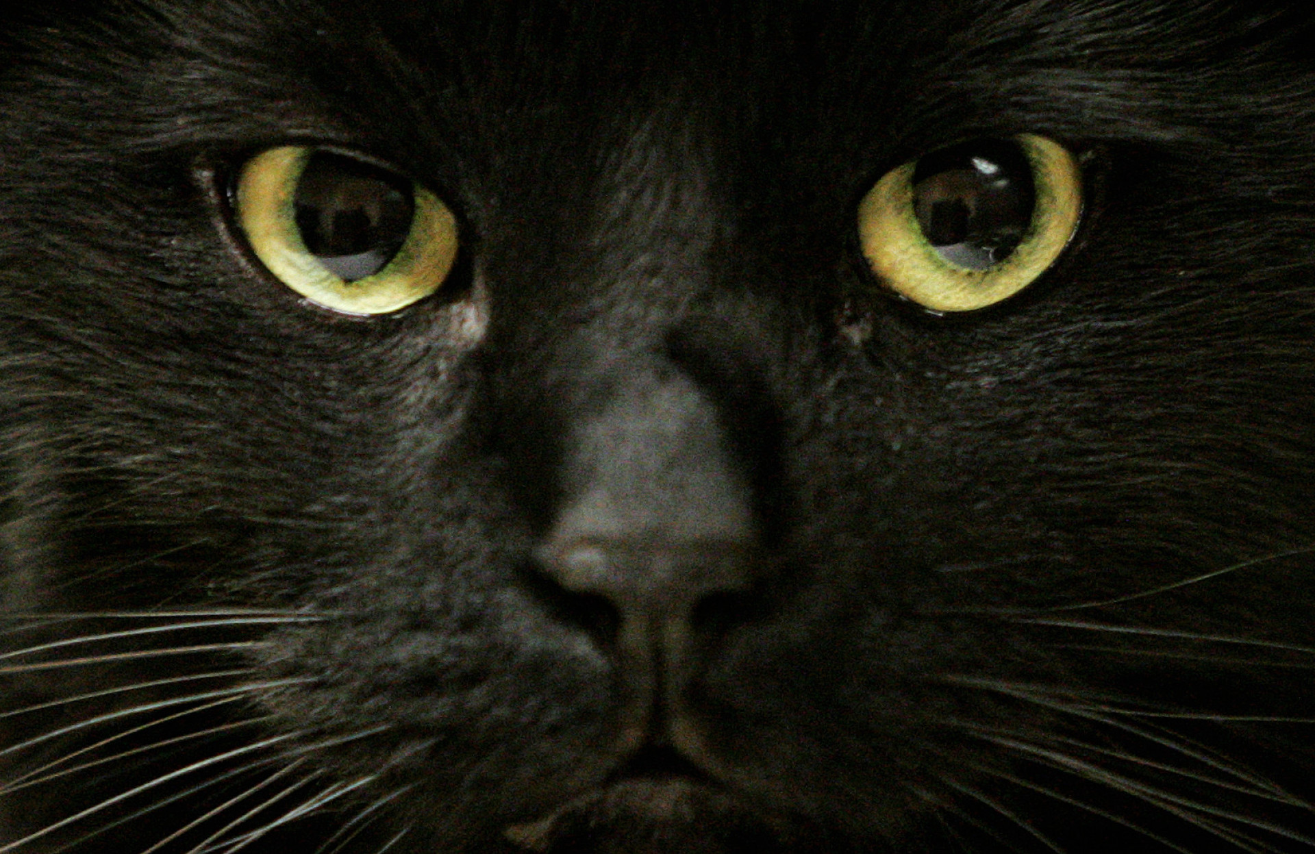 Animals that symbolize death