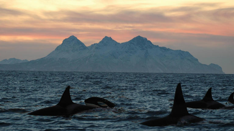 The orca attacks are spreading across the globe and scientists fear ...
