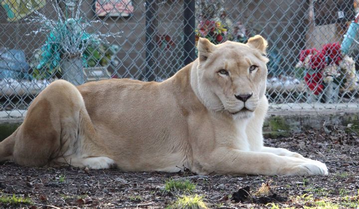 Lion love that saved two lives