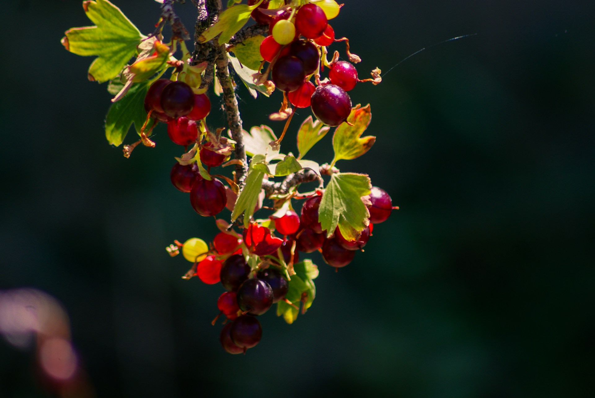 7 wild berry look alike mistakes foragers warn can turn dangerous