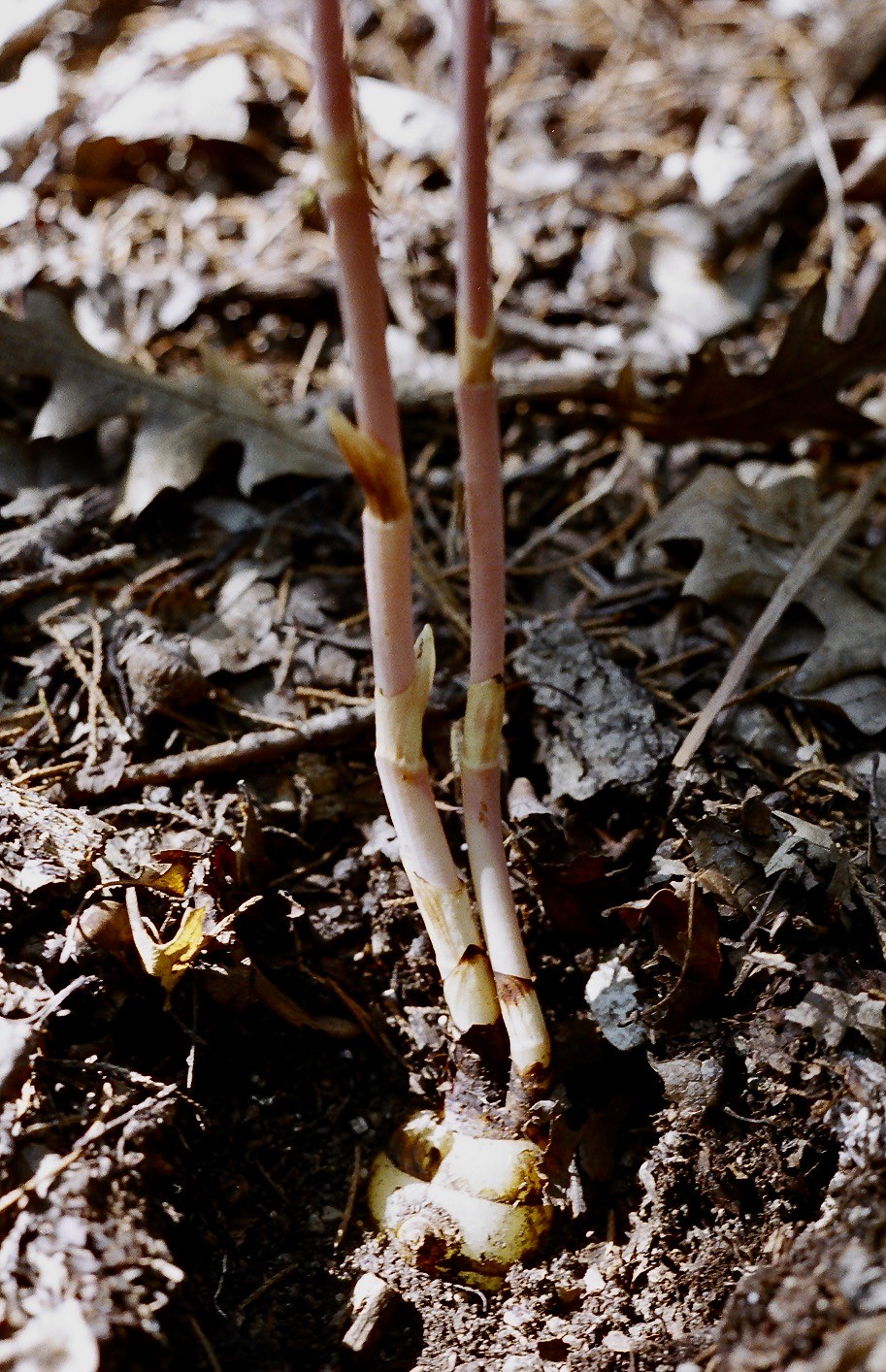 Rarest plant species native to North America