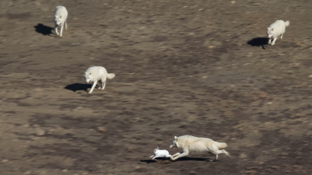 Watch what happens when a bunny comes too close to a pack of wolves
