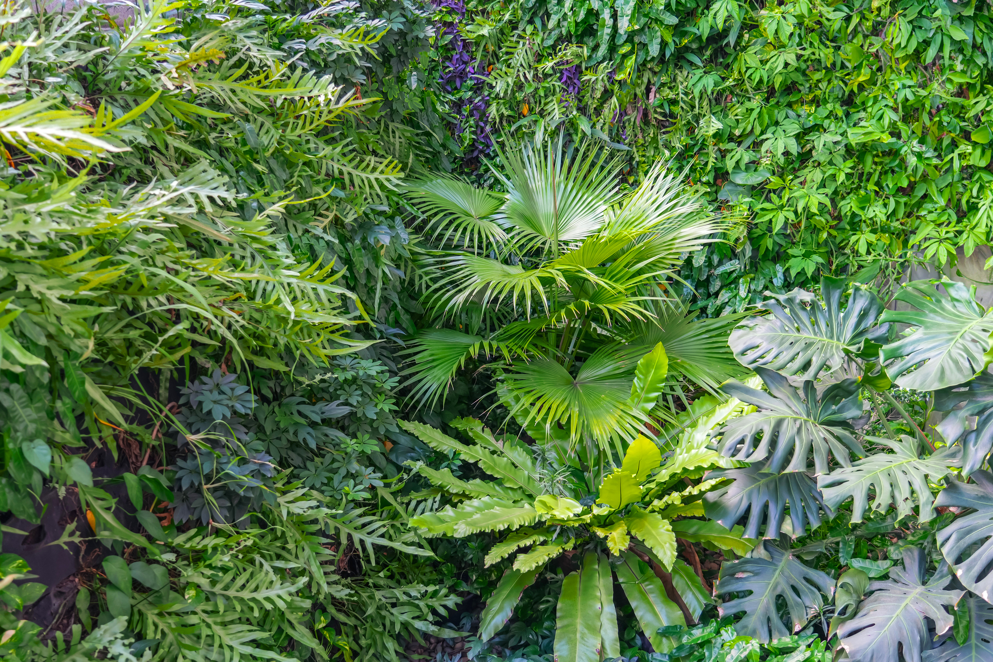 Rarest plant species native to North America