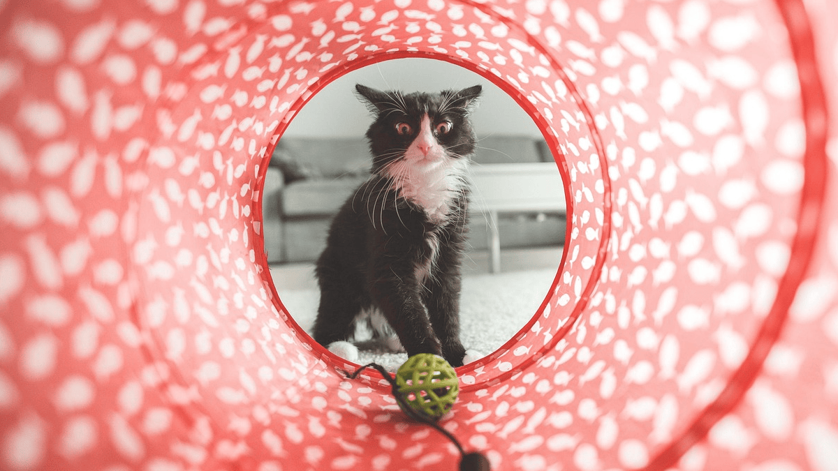 Prevent your cat from getting bored at home when alone with these 4 ...