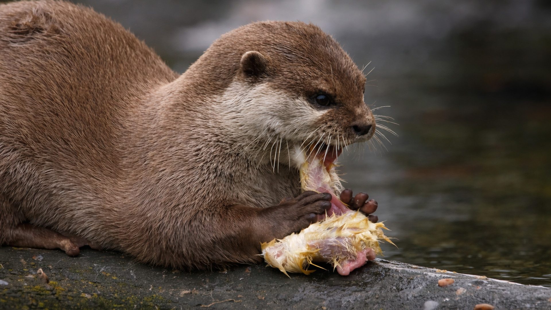 My camera caught this otter with its catch