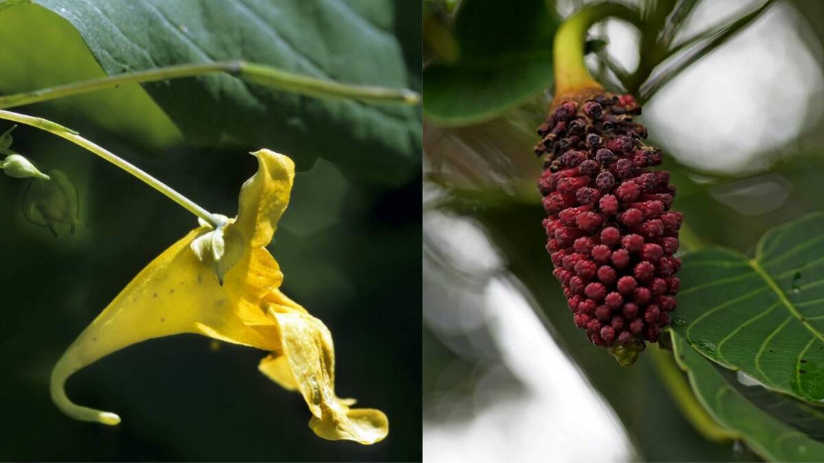 How some fruits explode to spread their seeds
