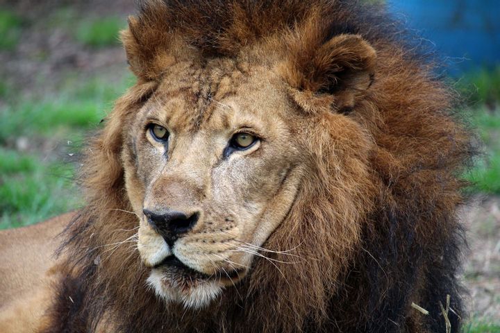 Lion love that saved two lives