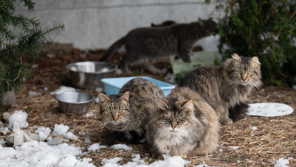100 cats rescued, several found dead in Maryland home amid alleged ...