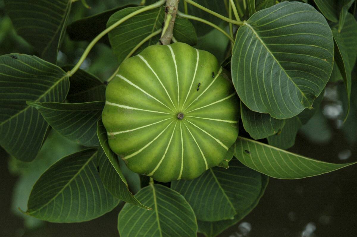 Nature facts that seem impossible but are real