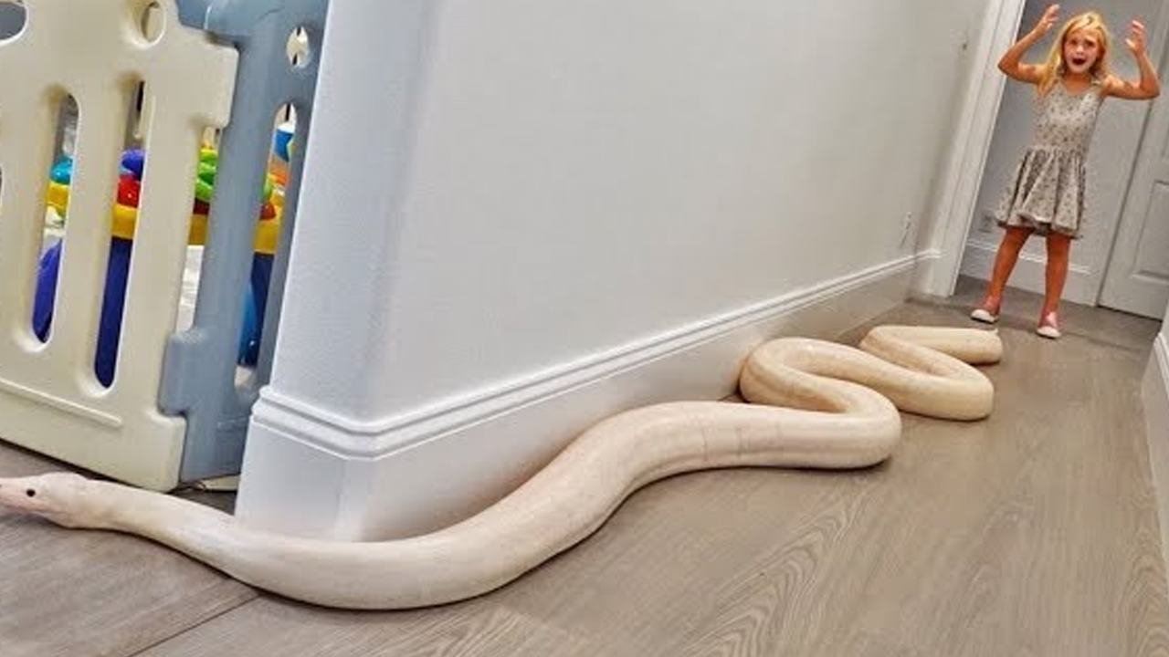 Massive 15-foot python found loose inside home