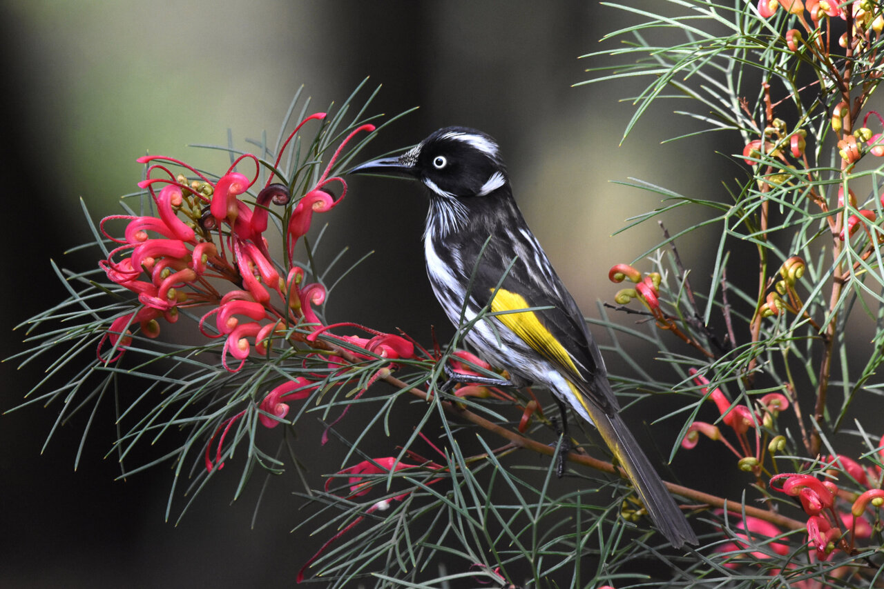 Birds achieve sweet success: What adaptations to high-sugar diets ...
