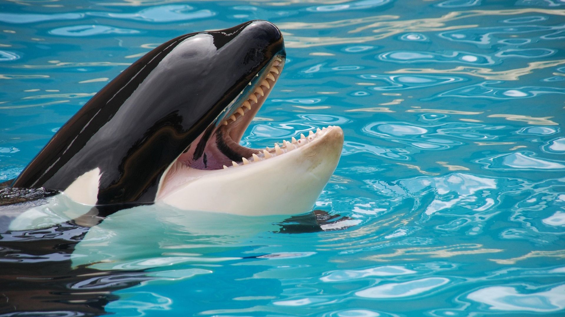 The orca attacks are spreading across the globe and scientists fear ...