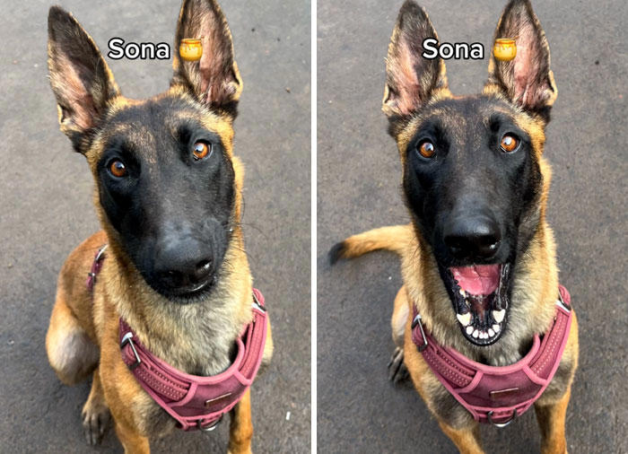 Incredibly wholesome before and after images of 17 dogs being told they ...