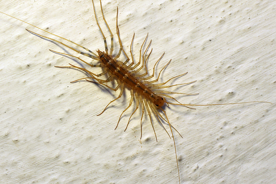 The most dangerous insects in the world (the ones you really want to avoid)