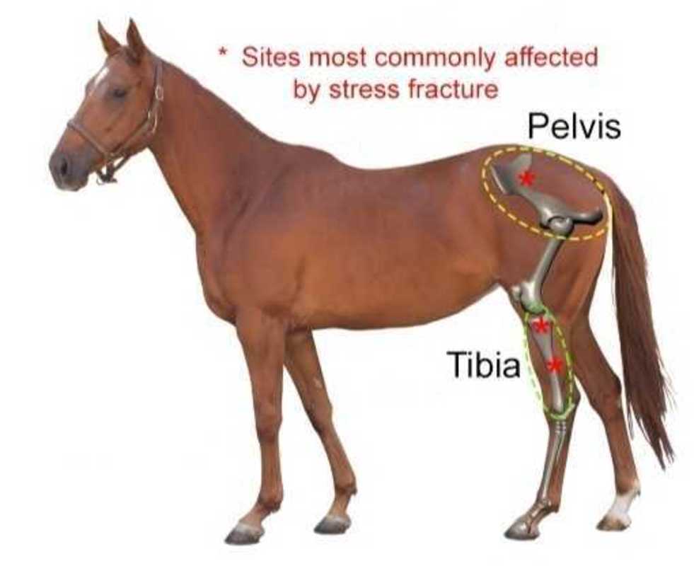 HISA issues equine health advisory on risk factors for fatal proximal ...