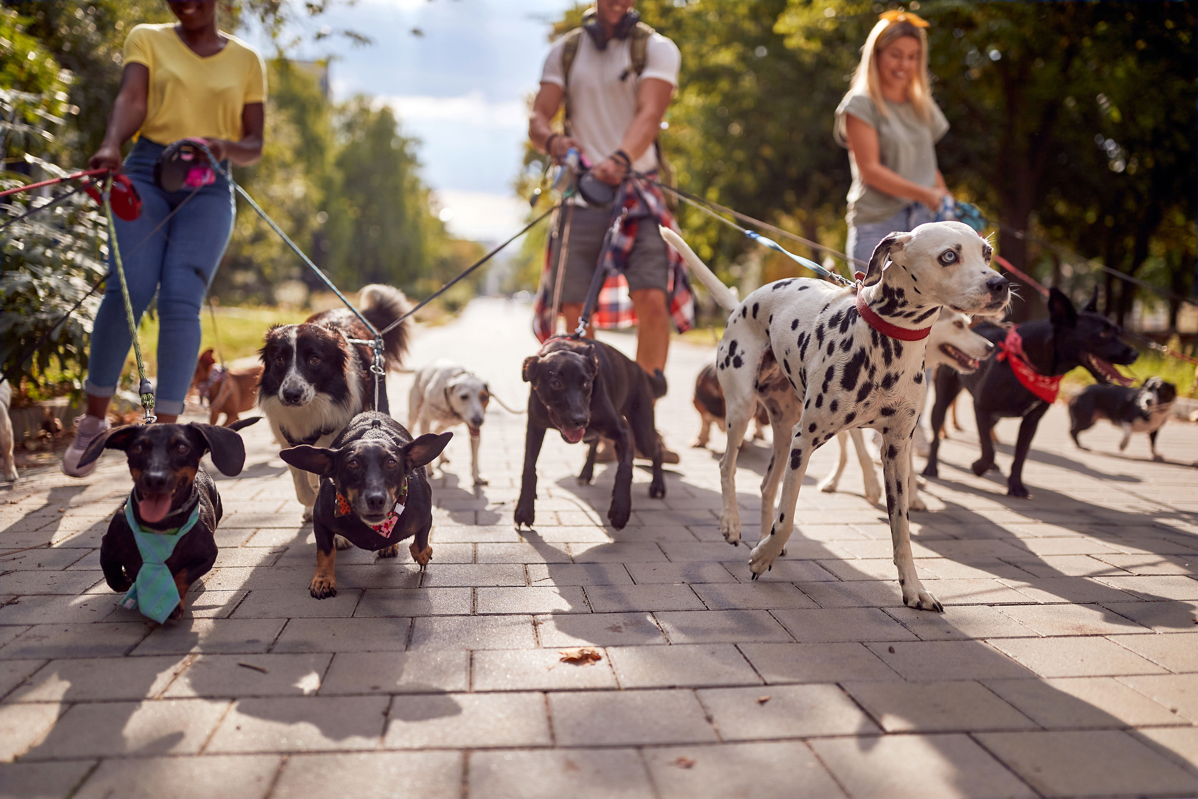 Vet reveals why some dog breeds need less exercise than owners might think