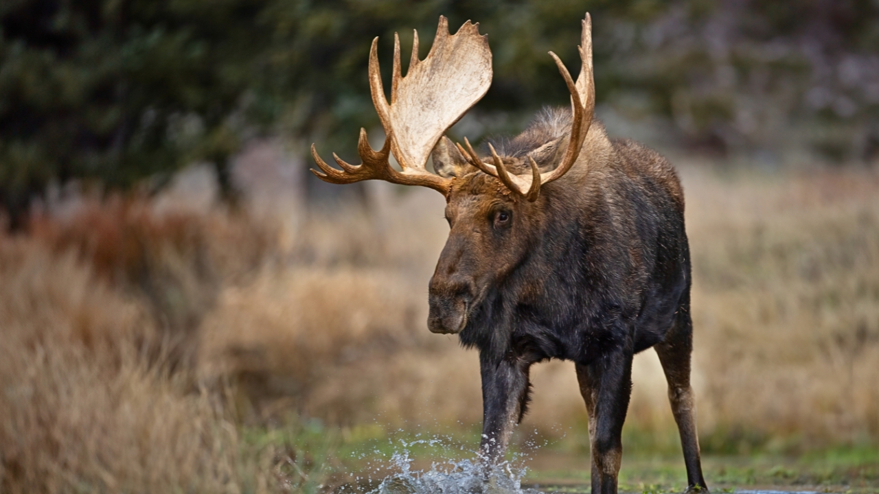 9 places in the US where wild moose are still roaming