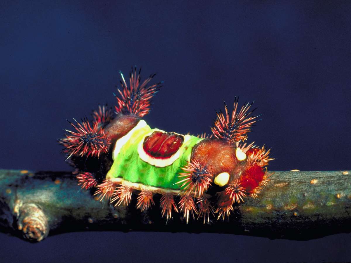 The most dangerous insects in the world (the ones you really want to avoid)