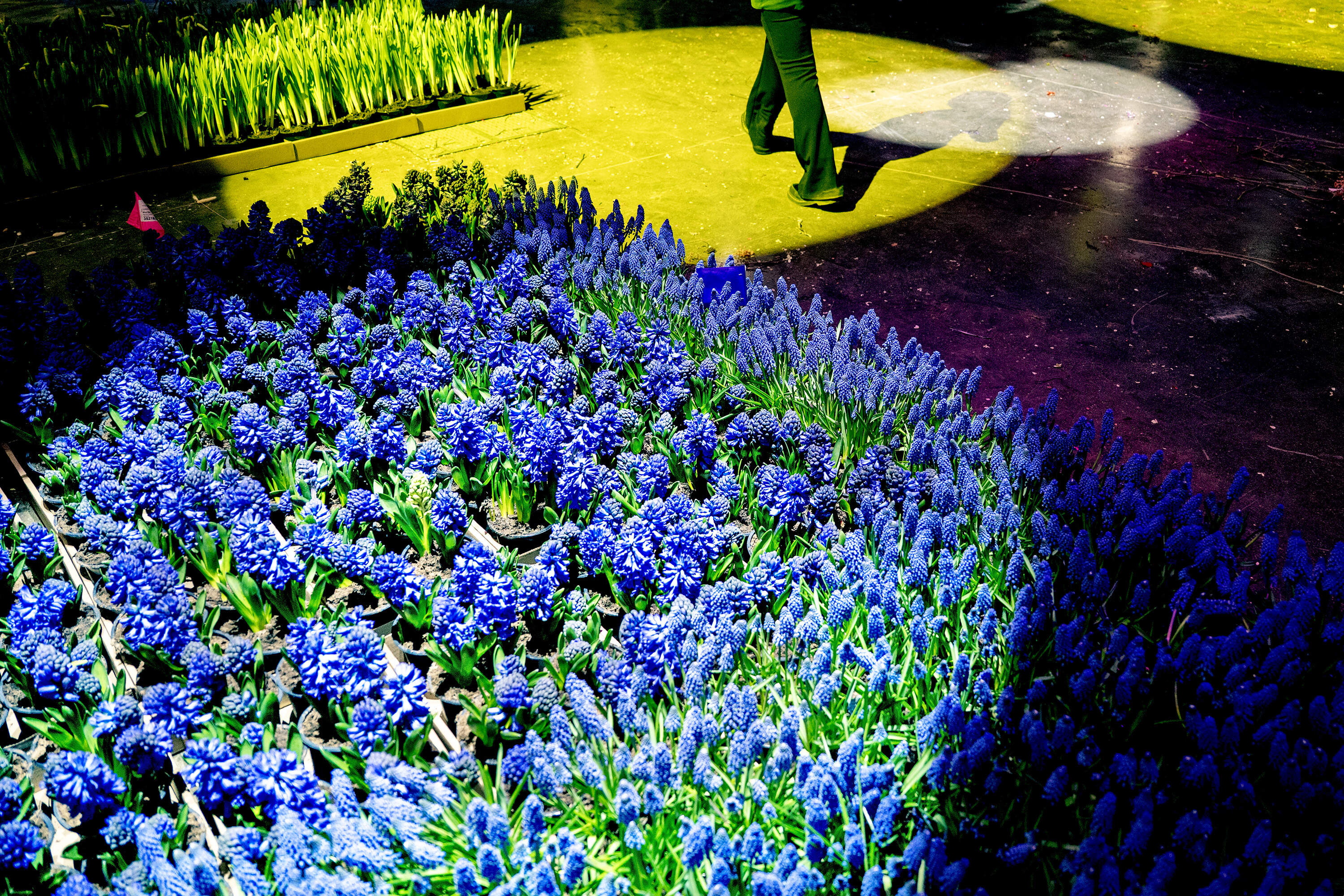 🌸 The insider’s guide to the flower show | Things to do