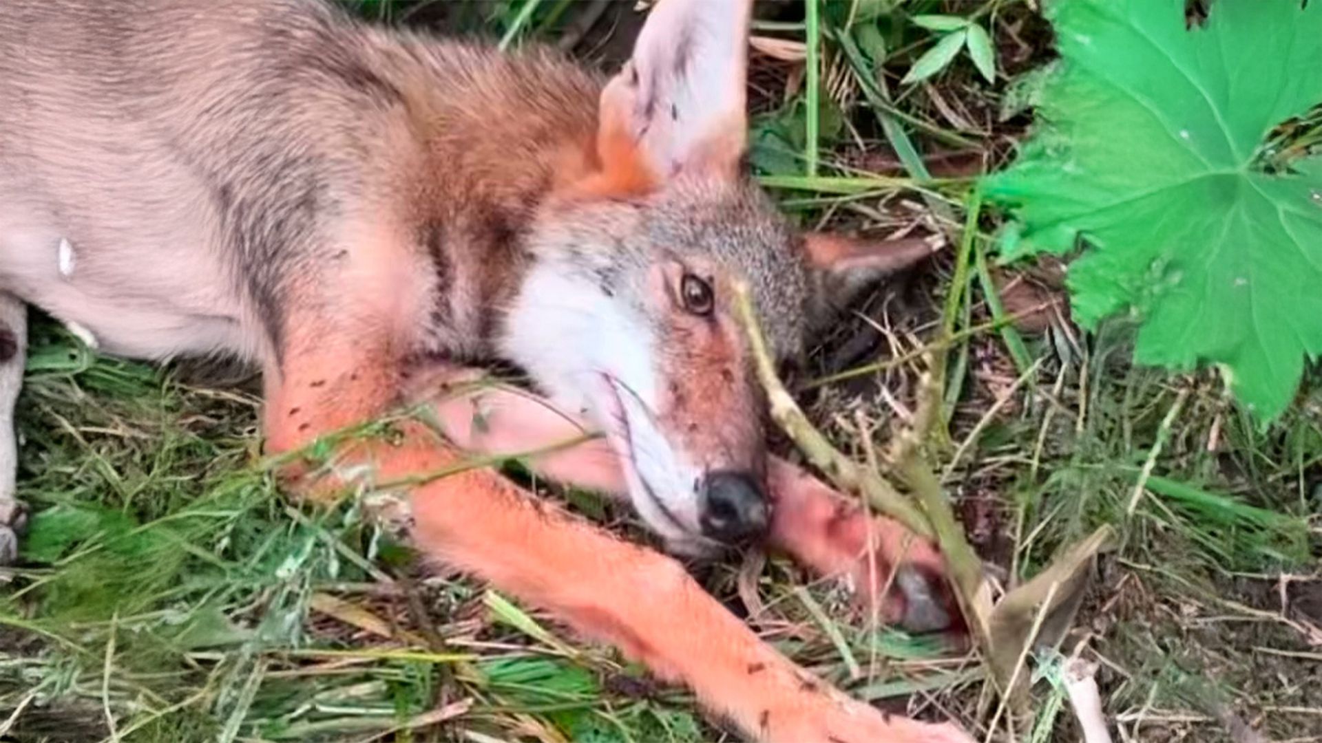 Injured coyote rescued from the side of the road