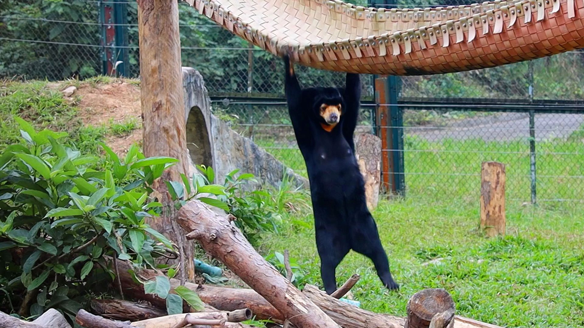 We can't get over this actual Christmas party for bears