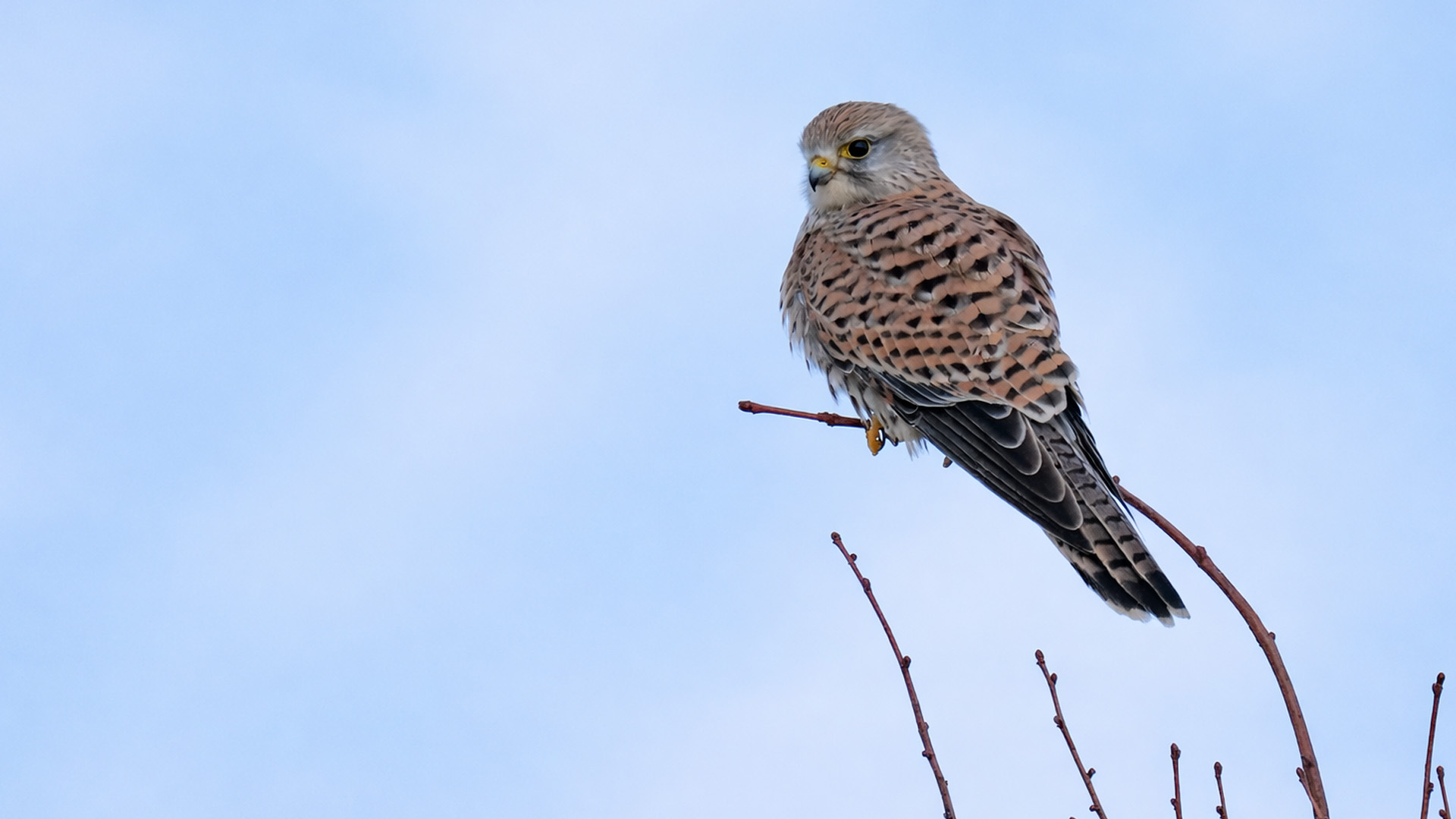 A hunter sitting still on a tiny branch