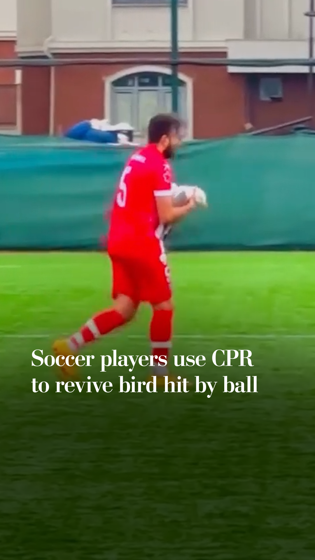 Soccer players perform CPR on bird hit by ball