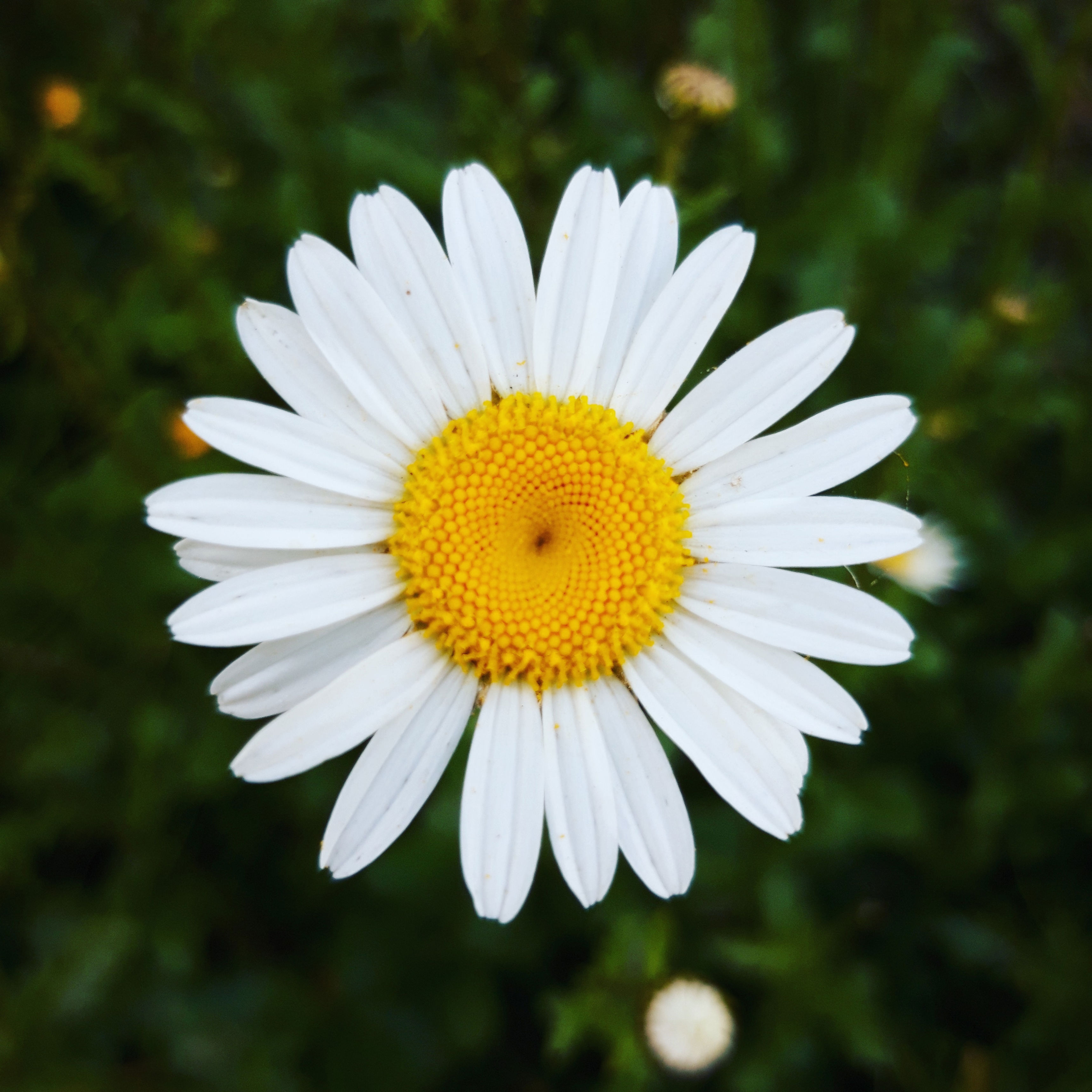 Qual é a flor de abril e dos signos Áries e Touro