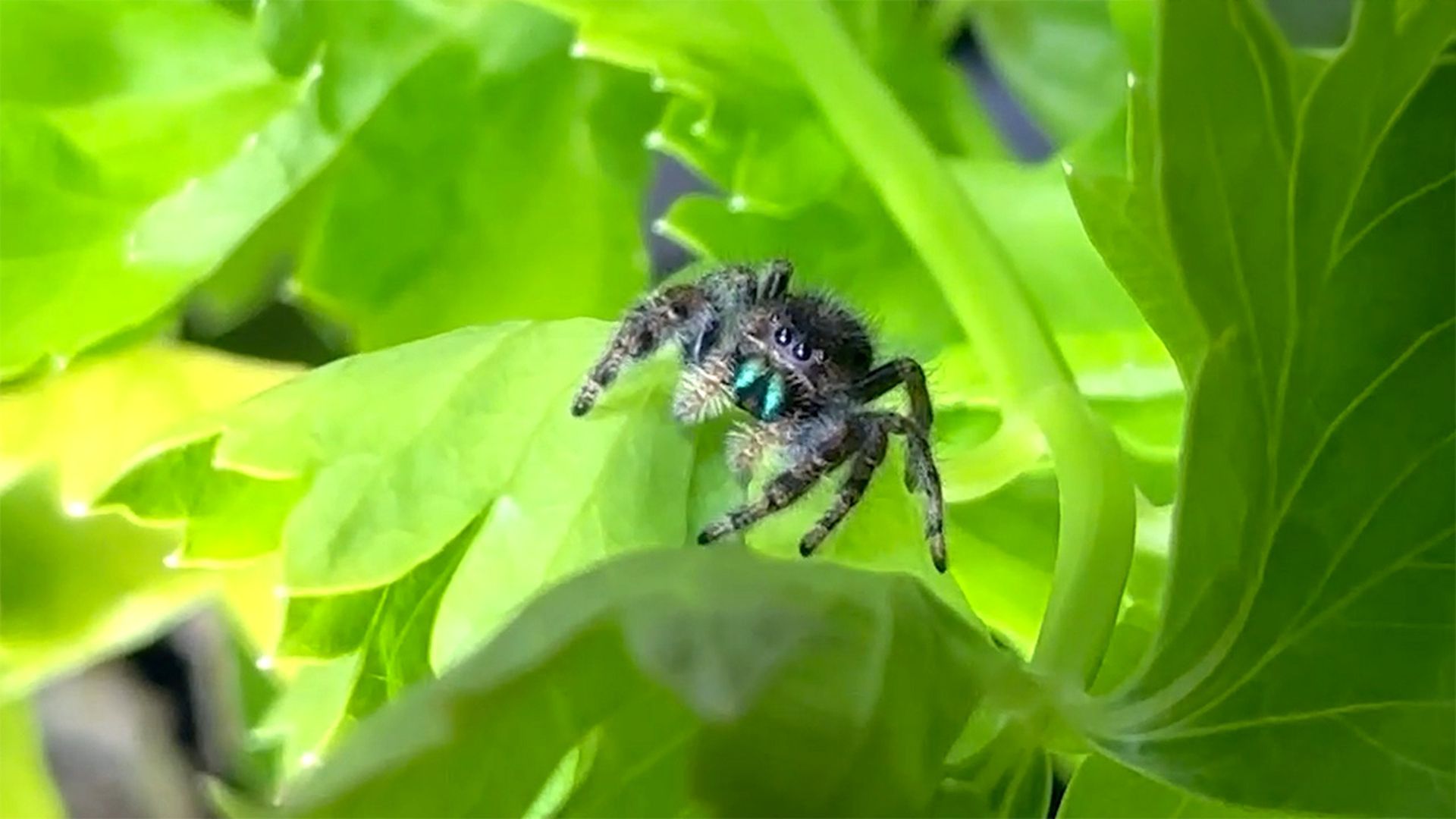 Couple takes in not one but two jumping spiders