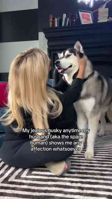 Life with a husky: It is what it is