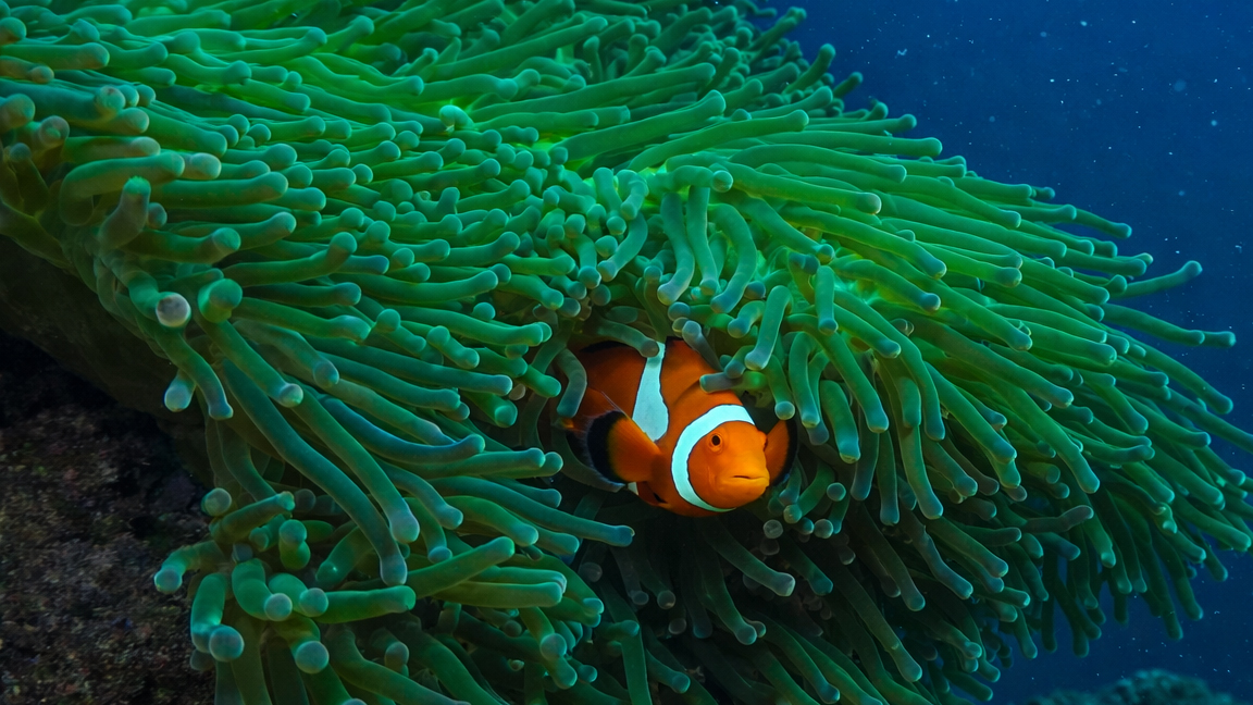 Bright clownfish in coral reef