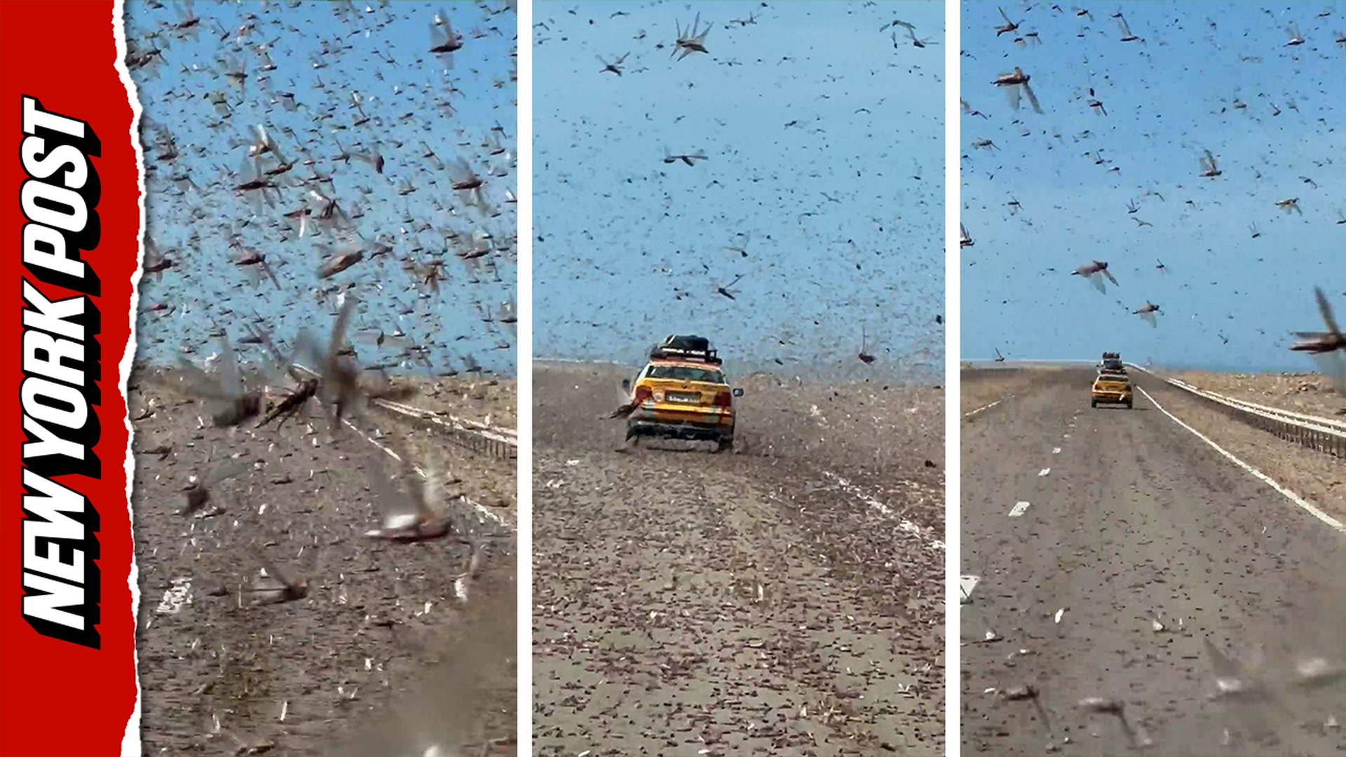 Massive locust swarm slams into car in Sahara Desert