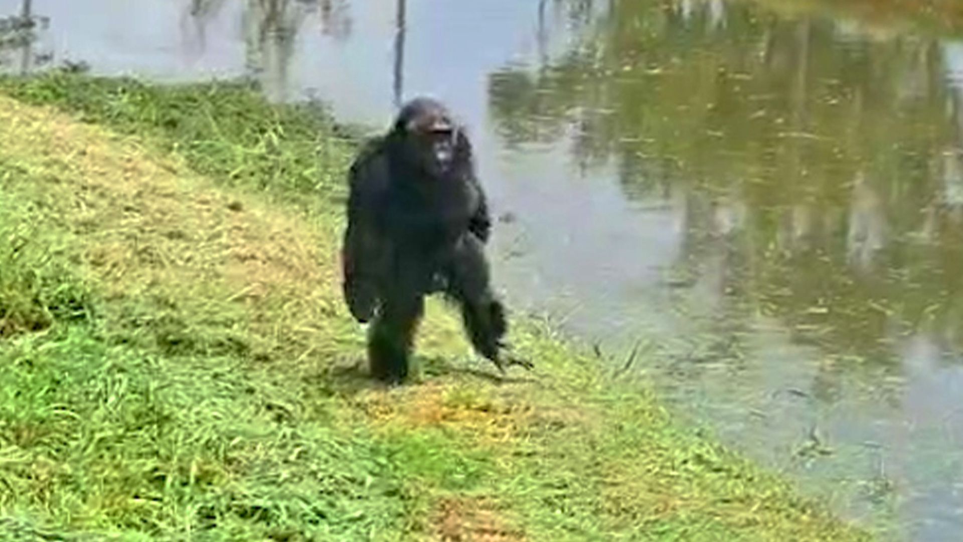 Chimp chained up for thirty-four years gets his own island