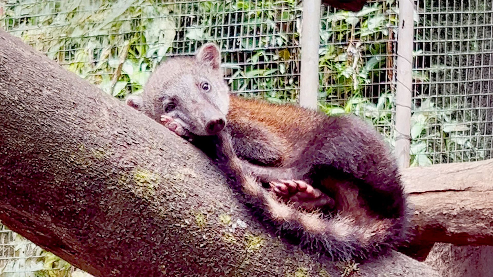 Rare animals raised as pets learn how to be wild