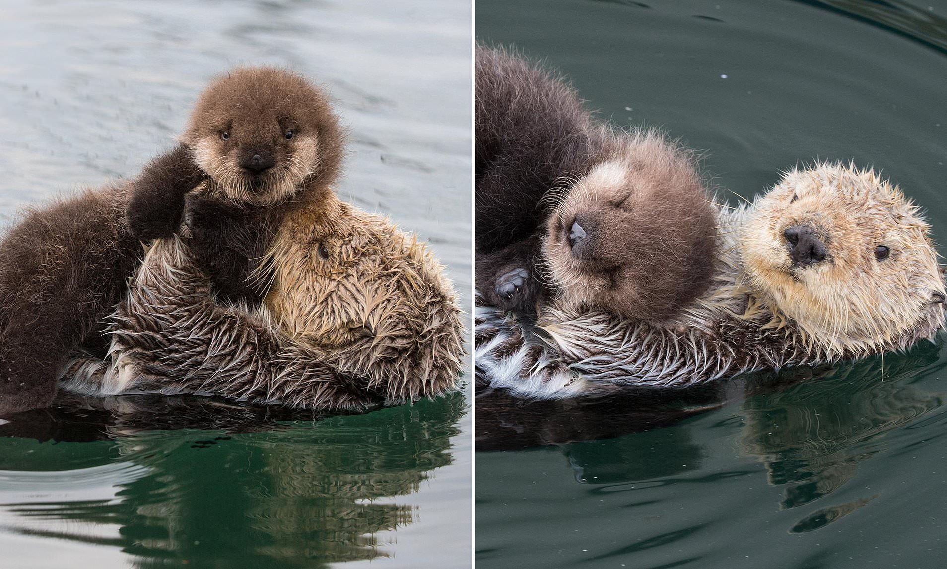 Otter-ly gorgeous! Sweet snaps show mother and pup cuddling in harbour