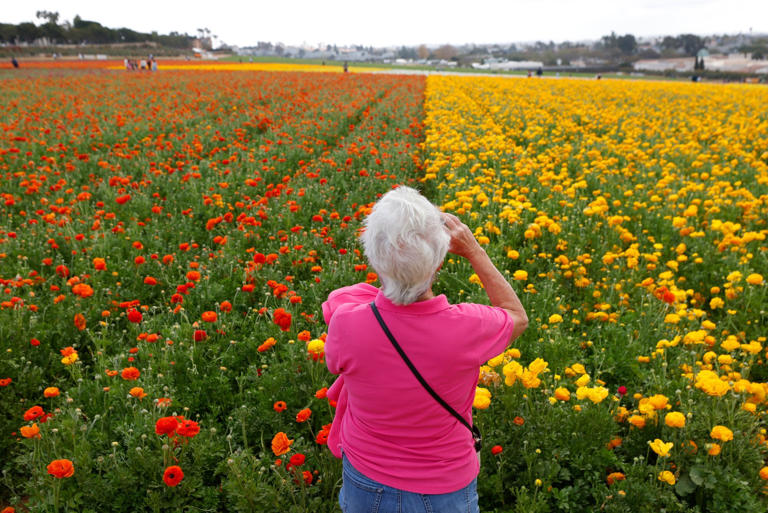 Community events in San Diego County: From Spring Chick Day to Thursday ...