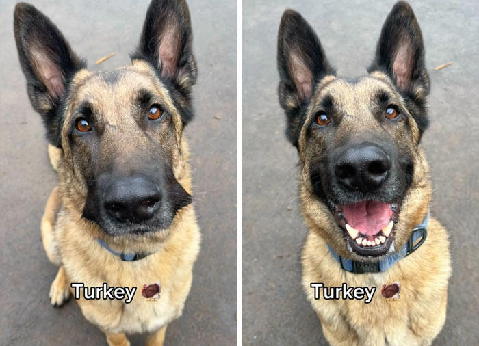 Incredibly wholesome before and after images of 17 dogs being told they ...