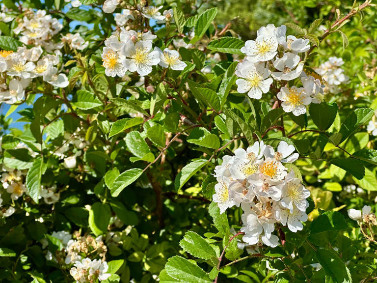 10 native shrubs that practically take care of themselves