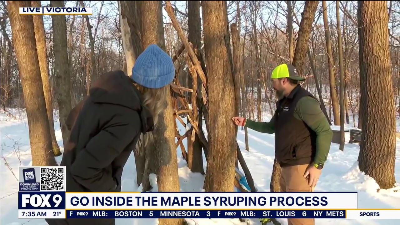 Syrup season: How to identify and tap a maple tree