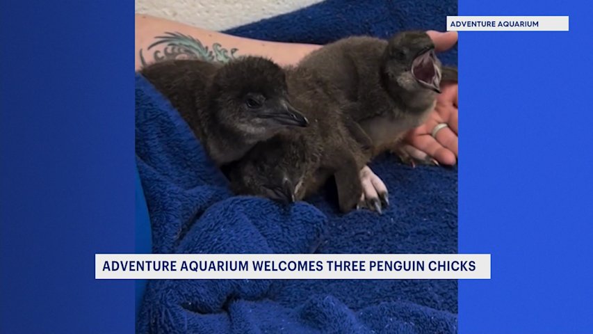 Three adorable blue penguin chicks hatch at Adventure Aquarium