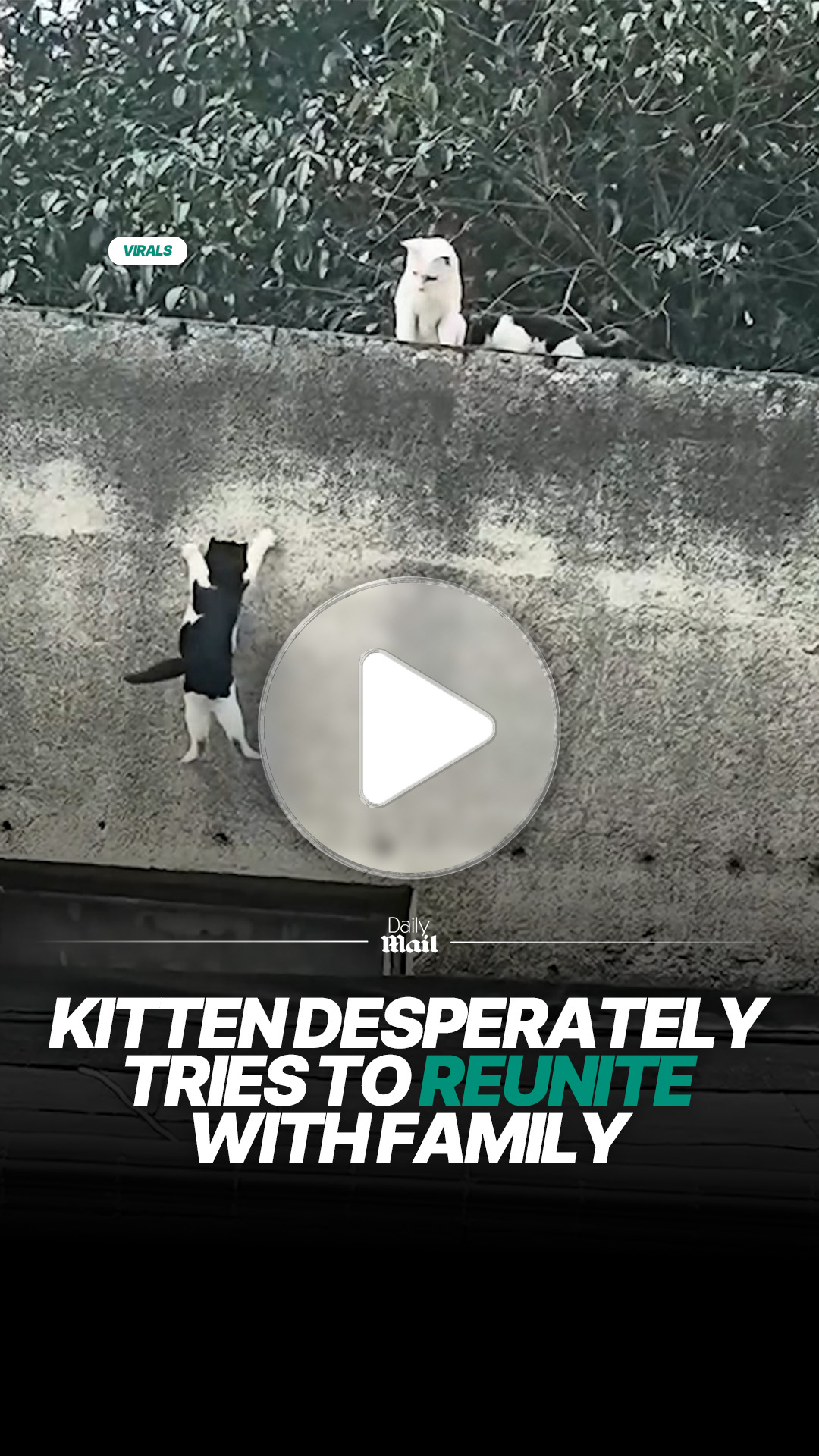Mother cat teaches kitten how to climb wall