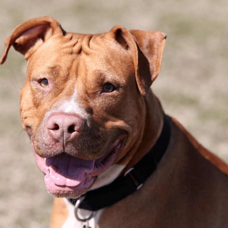 10 things dogs do for their owners when they're sad