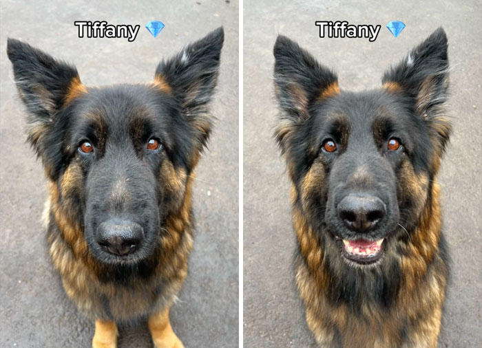 Incredibly wholesome before and after images of 17 dogs being told they ...