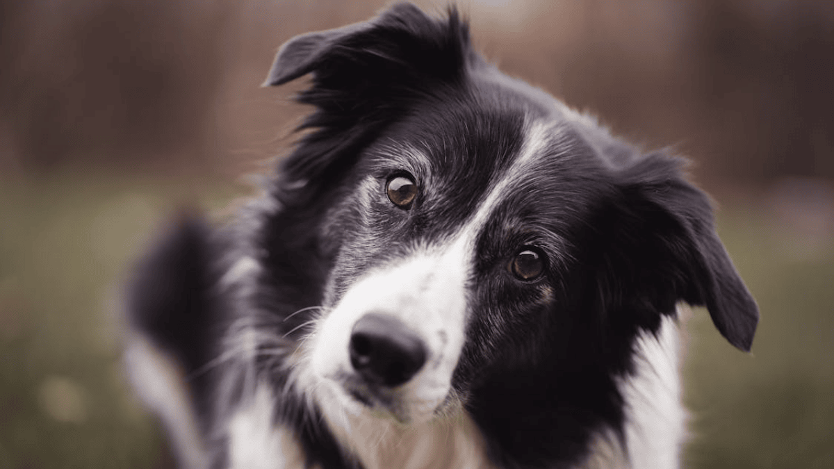 10 cosas que tu perro desearía que supieras antes de morir, según ...