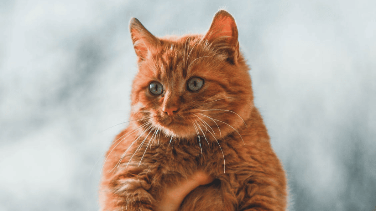 This is the curious way cats apologize to their owners when they do ...