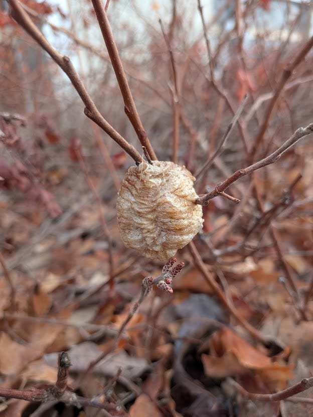 Chinese and European praying mantises lay recognizable egg cases